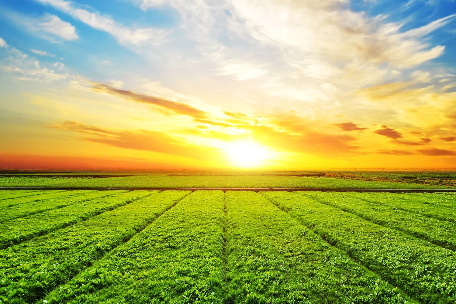 Why You Should Invest in Agriculture In Turkey | Agricultural Real ...