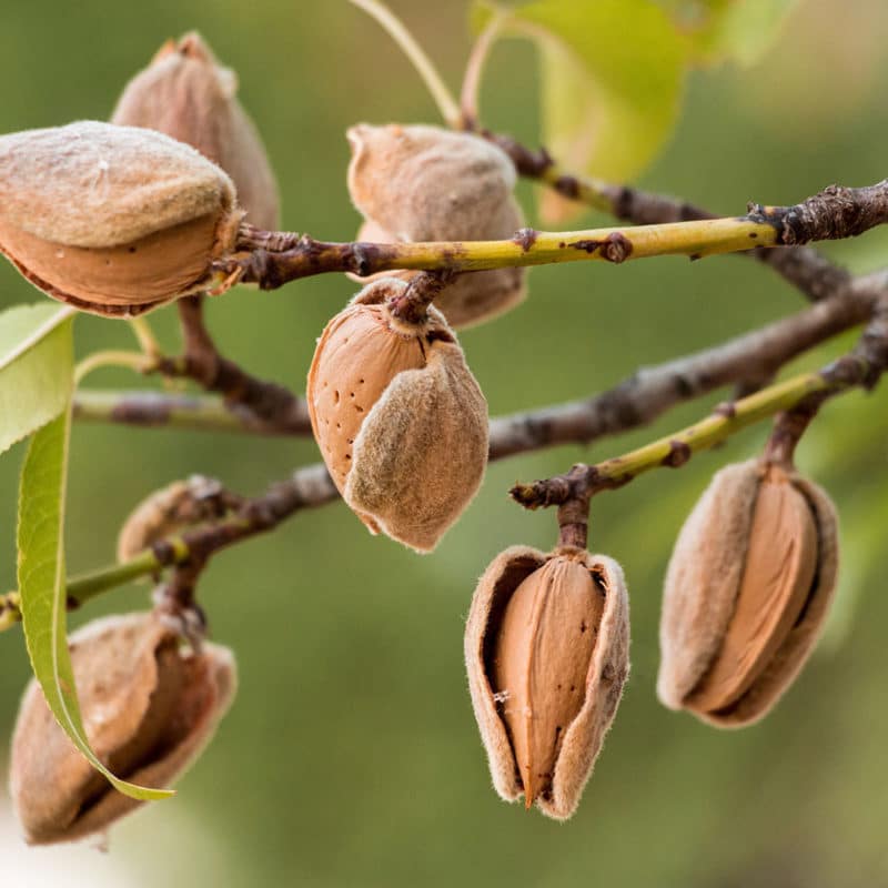 Almond cultivation and its history - Agriculture Investment - Invest4land