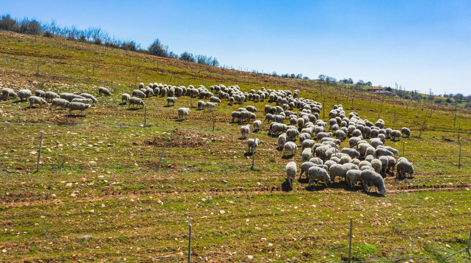 An Overview of Livestock Farming | Agricultural Real Estate Development ...