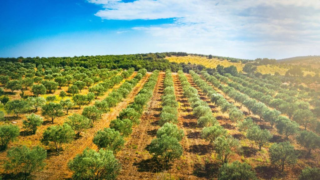 Why You Should Invest in Agriculture In Turkey - Invest4land. Investing ...