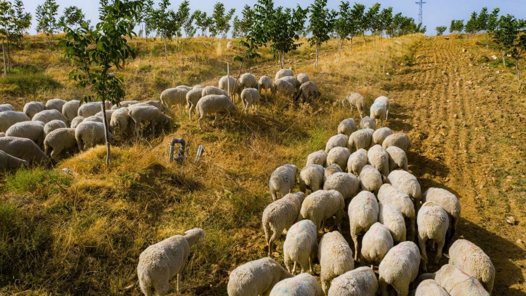 An Overview of Livestock Farming - Invest4land. Investing in ...