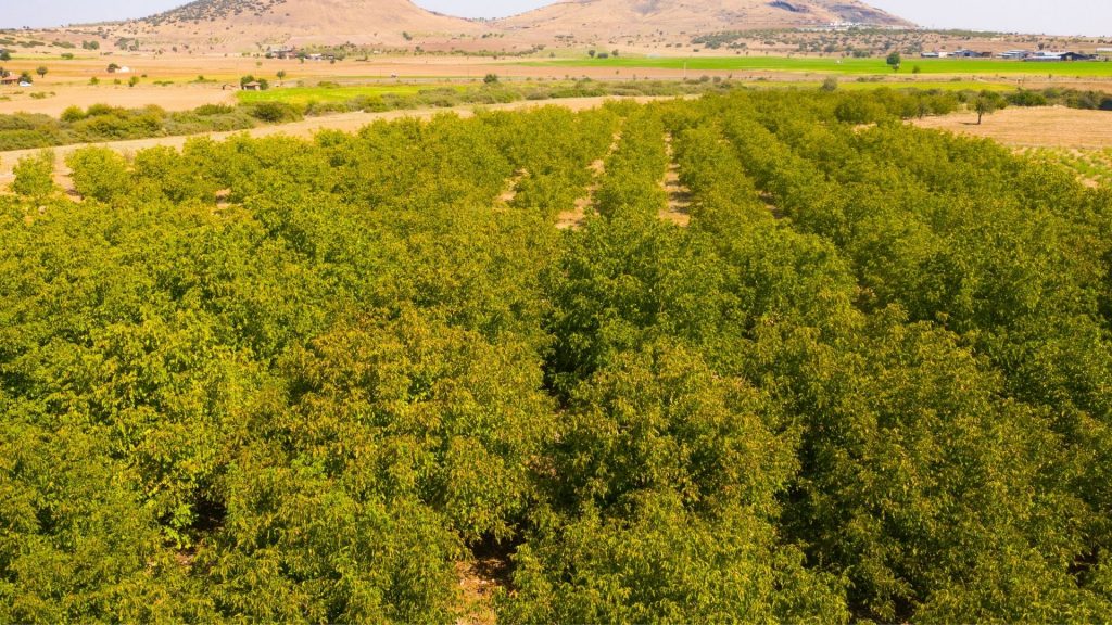 Almond and Walnut Farms in Turkey | Invest4land