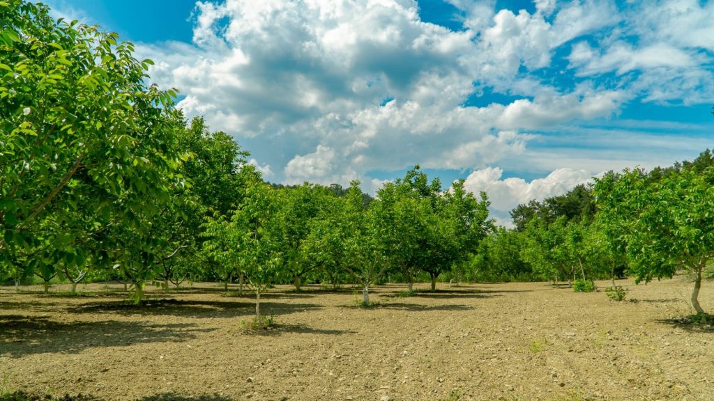 Almond and Walnut Farms in Turkey | Invest4land