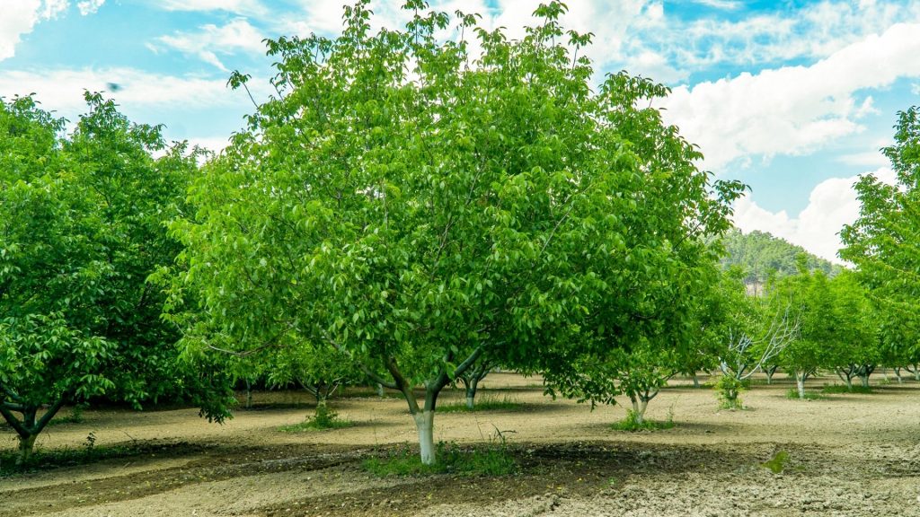 Almond and Walnut Farms in Turkey | Invest4land