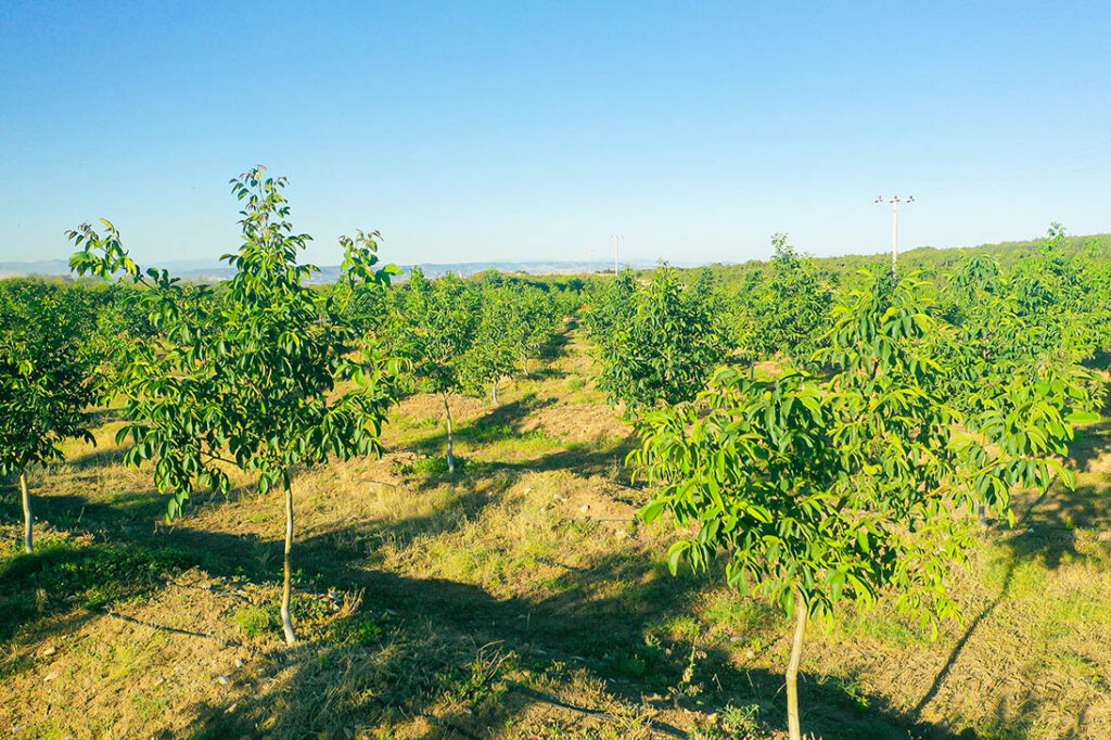 Almond and Walnut Farms in Turkey | Invest4land