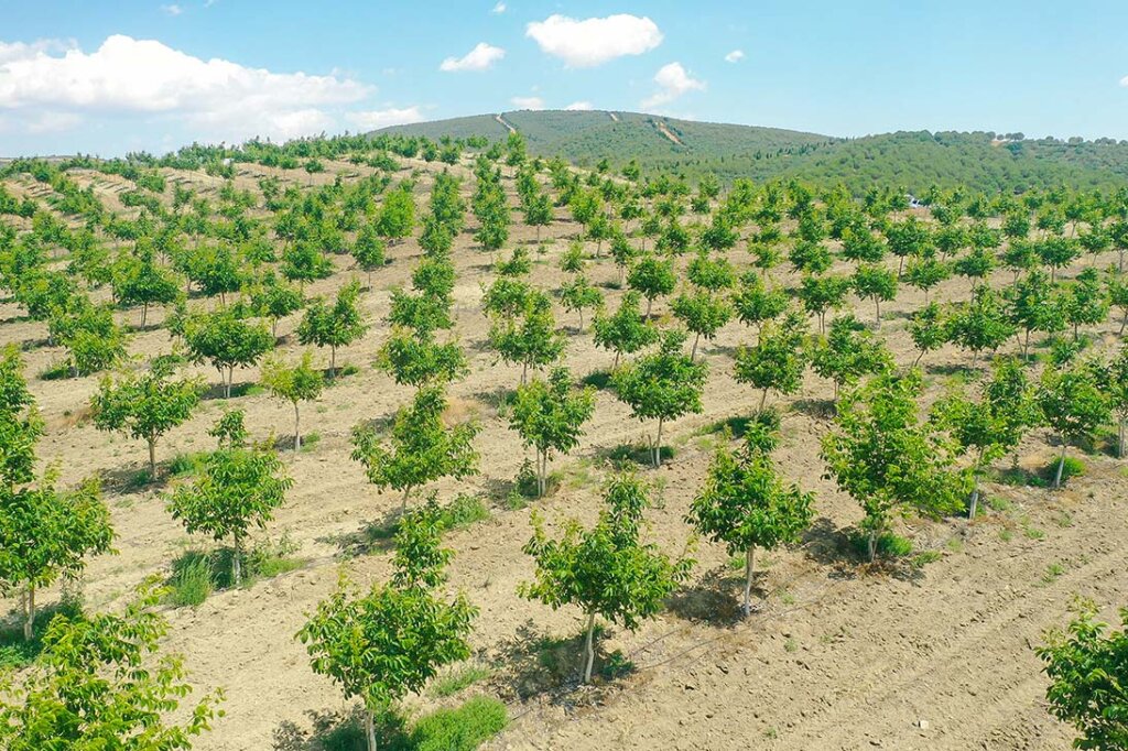 Almond and Walnut Farms in Turkey | Invest4land