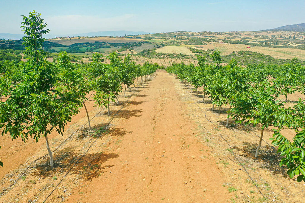 Almond and Walnut Farms in Turkey | Invest4land