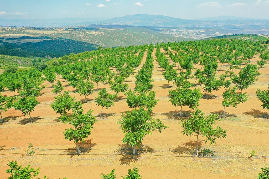 Almond and Walnut Farms in Turkey | Invest4land
