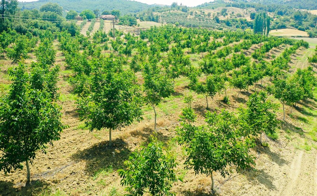 Almond and Walnut Farms in Turkey | Invest4land