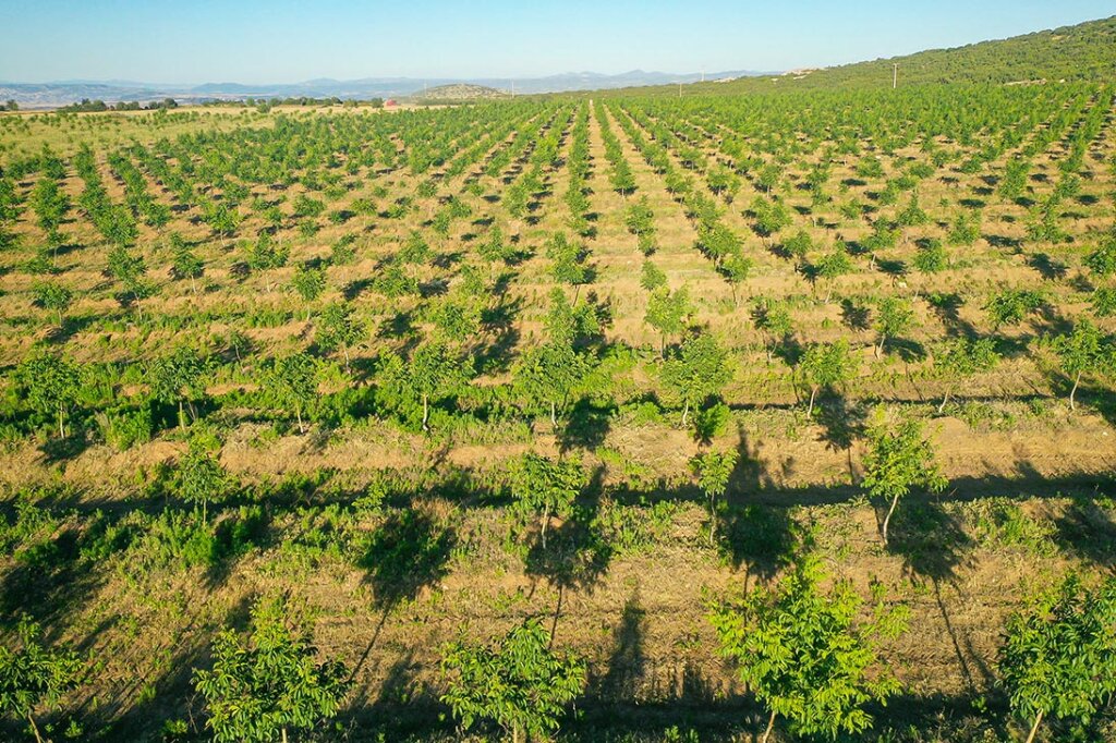 Almond and Walnut Farms in Turkey | Invest4land